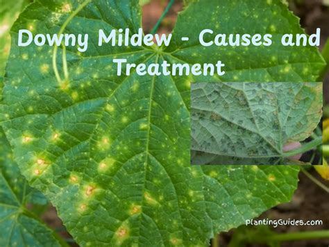 Yellow Spots On Leaf Downy Mildew Causes And Treatment
