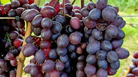 Садівники пояснили як слід доглядати за виноградом у травні 2025 року Читайте на Ukr Net