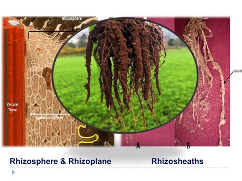 Microbe Plant Interaction Pptx