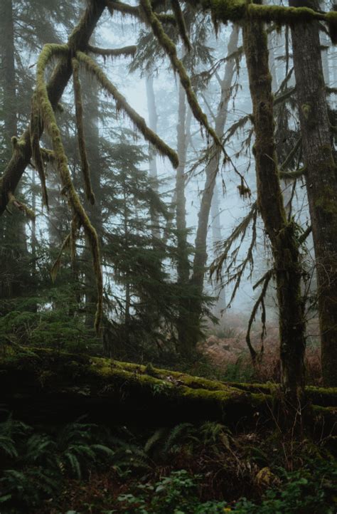 Misty Woods Tumbex