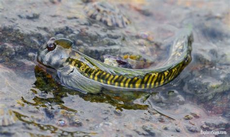 Mudskipper Amazing Fish Walk On Land