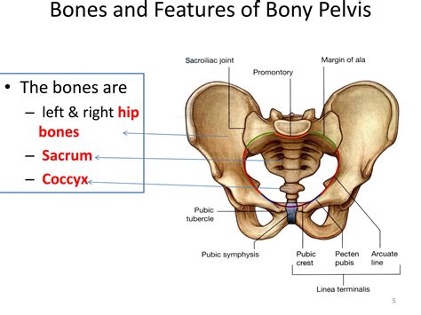 Anatomy Of Bony Pelvis The Pelvis Ct Anatomymp4 Youtube