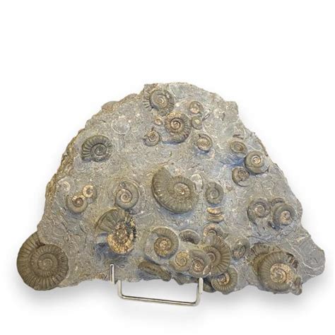 Fossil Ammonite Specimen Cluster Hemswell Antique Centres