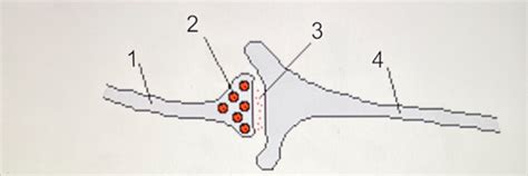 Synapse Labeling Diagram Quizlet