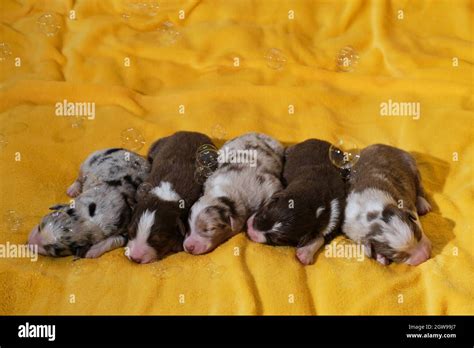 Newborn Australian Shepherd Puppies