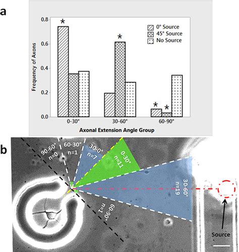 A Distribution Of Directions Of Axonal Pathfinding In Relation To The