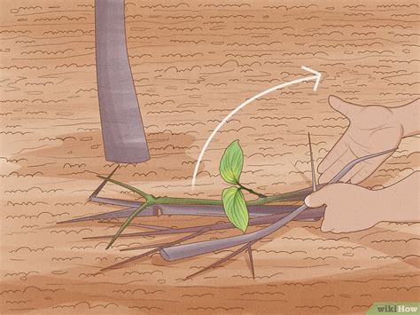 How To Prune A Cherry Tree Heading Scaffolding Pruning