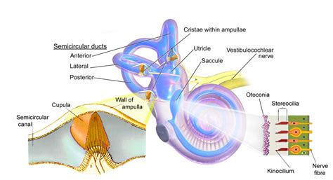 Semicircular Canals Otoliths