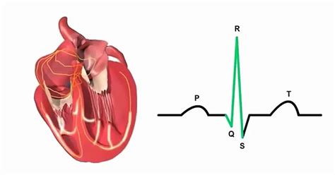 Cardiac Conduction System And Its Relationship With Ecg