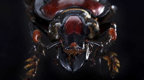 American Burying Beetle The Meat Eating Insect That Buries Bodies For