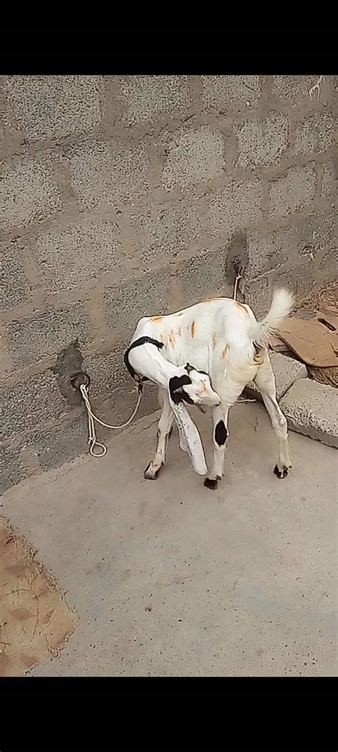 Bakri Our Bakra Goats 1104099593