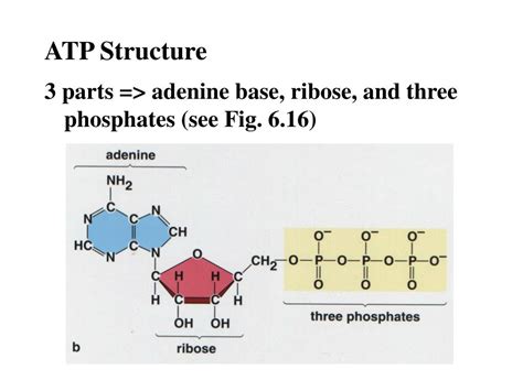Ppt Atp Adenosine Triphosphate Powerpoint Presentation Free Download Id 6529946