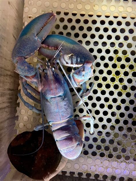 Rare ‘cotton Candy Lobster Caught Off New England Coast Fox8 Wghp