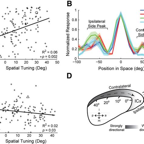 Side Peak Asymmetry And Direction Selectivity Across The Neural