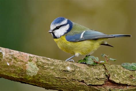 Blue Tit 29 12 18 By Pell21 On Deviantart