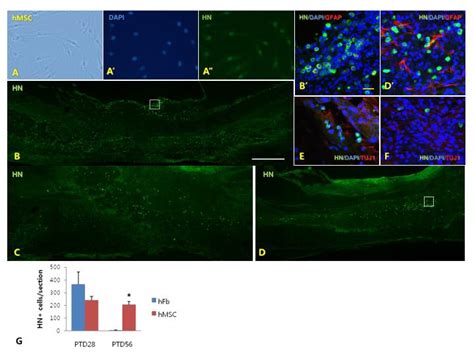 PPT DAPI PowerPoint Presentation Free Download ID