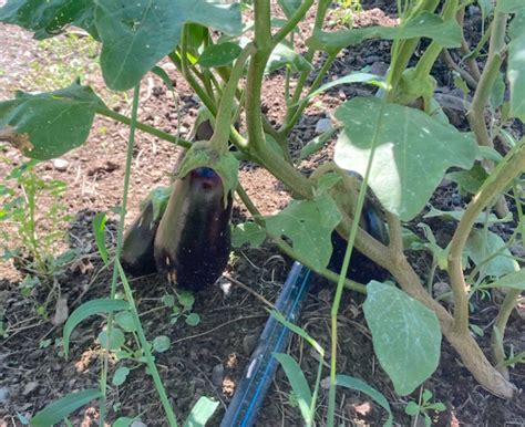 Syrian Black Eggplant Experimental Farm Network Seed Store