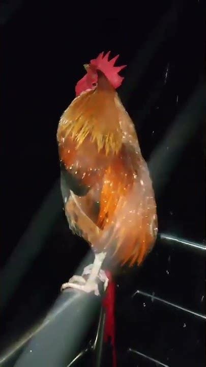 Depressed Sad Chicken Meme Template Memetemplate Newmemetrending