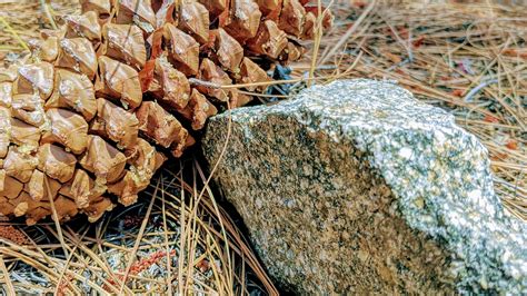 Pinecones Pine Tree Pinecone Free Photo On Pixabay Pixabay