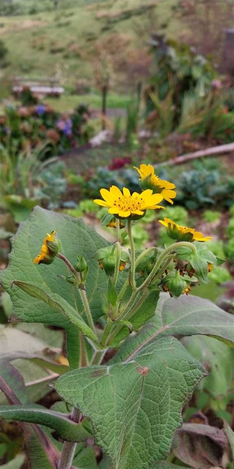 How To Grow Smallanthus Sonchifolius Earthone