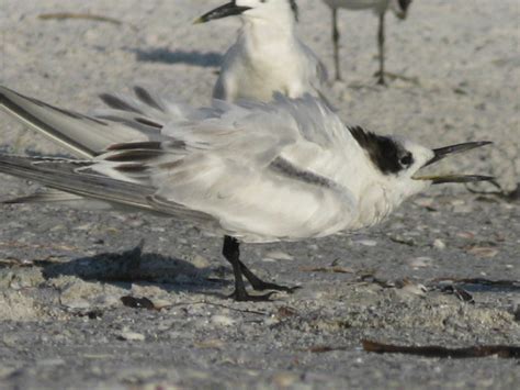 Cabots Tern