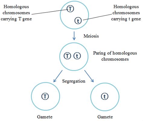 Types Of Inheritance Flashcards Quizlet