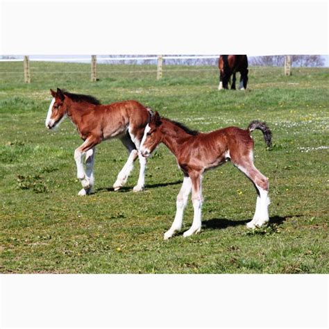 Продам лошади породы шайр купить лошади породы шайр Хмельницкая обл — Agro Ukraine