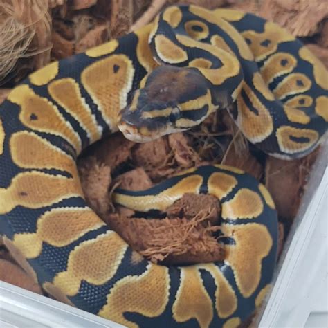 Het Grail Ball Python By Finger Snakes
