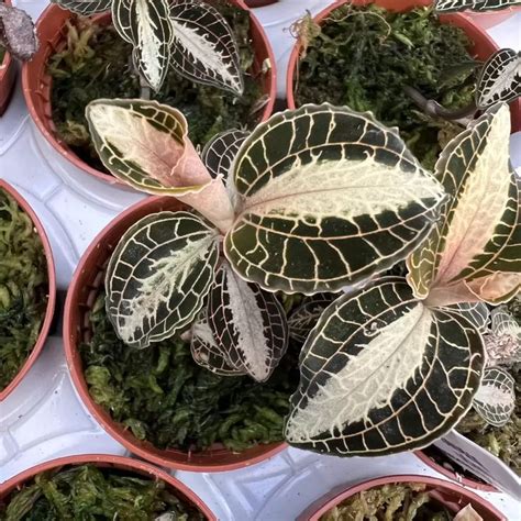 Anoectochilus Roxburghii