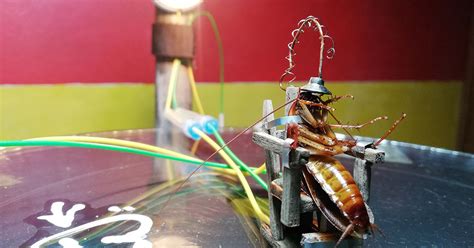 Artist Executes Cockroach By Electric Chair Mothershipsg News From
