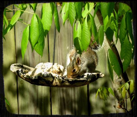 Squirrels Everywhere By Xtencio On Deviantart