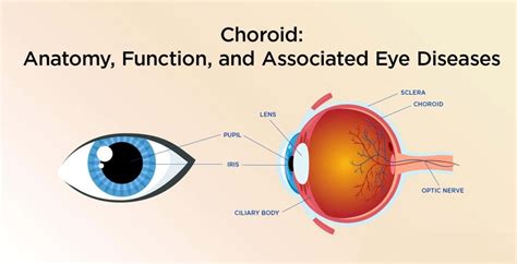 Choroid Anatomy Function And Associated Eye Diseases Iconglasswear