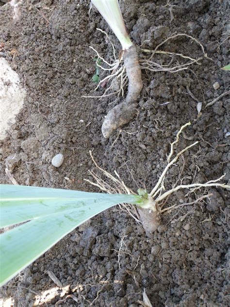 CO Horts Iris Rejuvenation