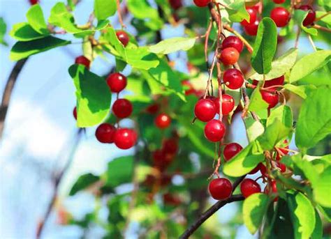 Choke Cherry Tree Edible At Nancy Hansen Blog