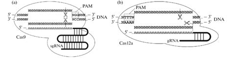 Schematic Organization Of The Enzyme Substrate Complexes Formed By Download Scientific Diagram
