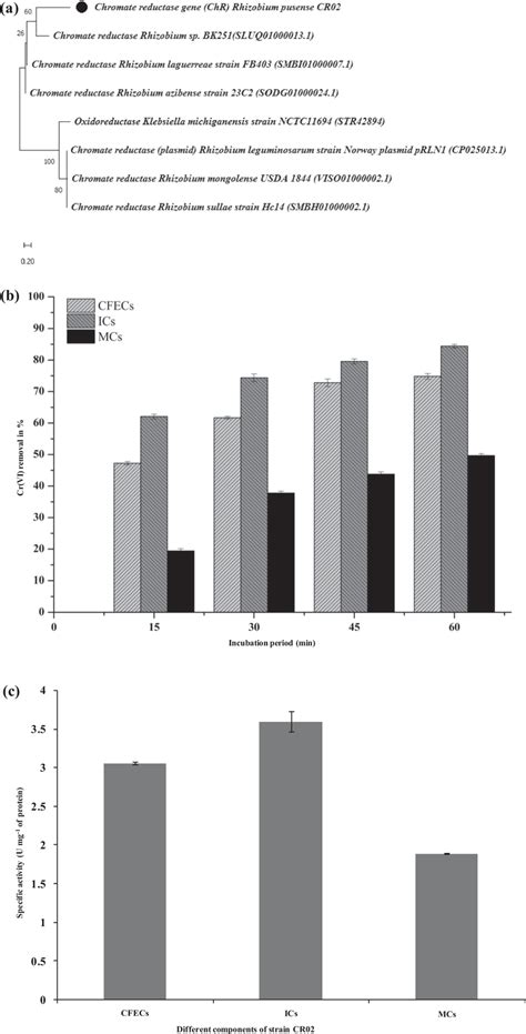 A Constructed Phylogenetic Tree Using Neighbor Joining And 100
