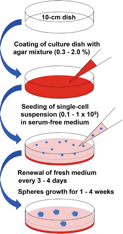 Agar Plate Culture Method At Imelda Metzger Blog