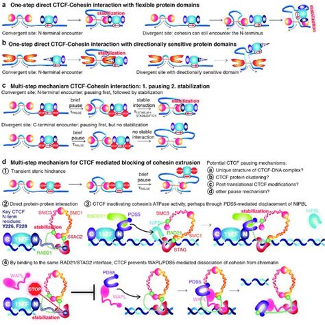 The Organization Of Cohesin Dependent Loops A Features Of Chromatin Download Scientific