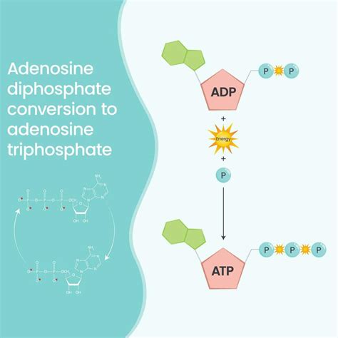 Adenosine Triphosphate Hydrolysis