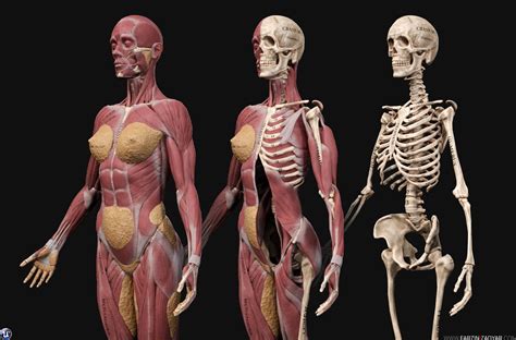 Pin By Cliff Sanders On Human Anatomy Drawing Female Anatomy Female