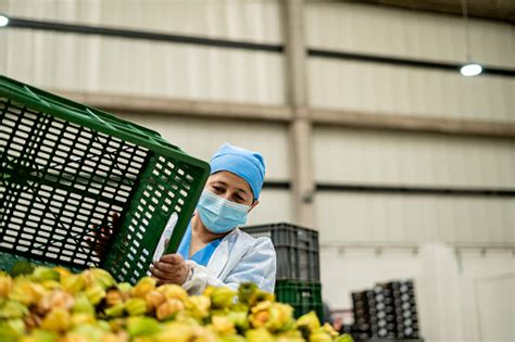 유기농 식품 생산에서 공장에서 마스크를 쓰고 일하는 여성들은 선택 및 품질 관리를 위해 테이블에 케이프 구즈 베리에 물을줍니다 농업에 대한 스톡 사진 및 기타 이미지