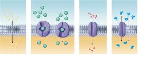 Diffusion Through Plasma Membrane Diagram Quizlet