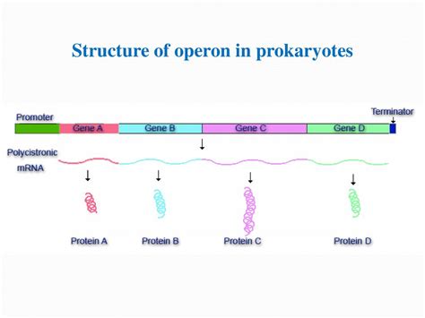 The Gene Structure Function And Location Ppt Download