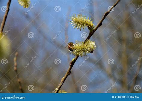 Willow Bee Spring Stock Image Image Of Conservation 214769351
