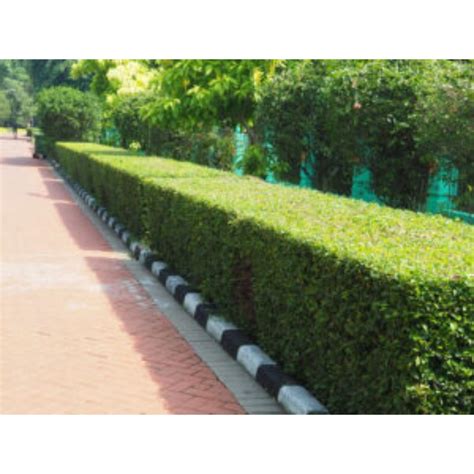 Jual Tanaman Teh Tehan Teh Pagar Acalypha Siamensis Teh Tehan