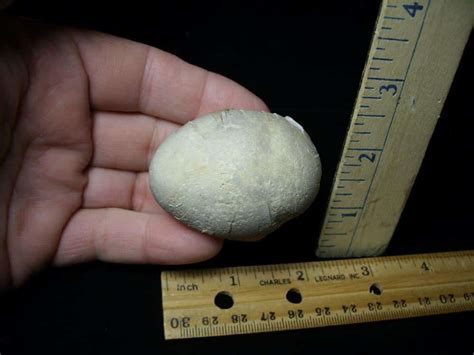 Fossil Duck Bird Egg 123022a On Hold For Kh 12 30 22 The Stones And Bones Collection