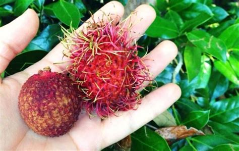 Rambutan Vs Lychee Similarities And Differences In These Cousin Fruits