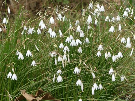 Acis Autumnalis Une Plante Vivace Du Jardin Du Morvan La Pépinière De Thierry Denis
