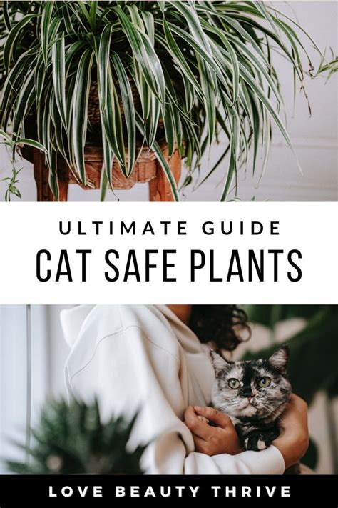 The Ultimate Guide To Cat Safe Indoor Plants Cat Safe Plants Cat