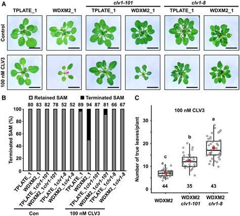 Clv1 Loss Of Function Dampens Clv3 Hypersensitivity In The Sams Of Download Scientific Diagram